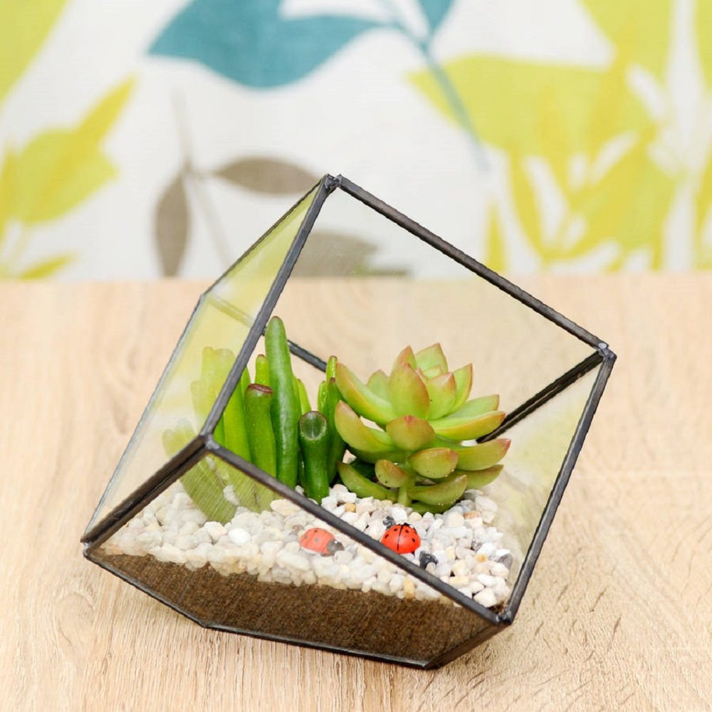 Cube Terrarium | Key Features, Price & Alternatives