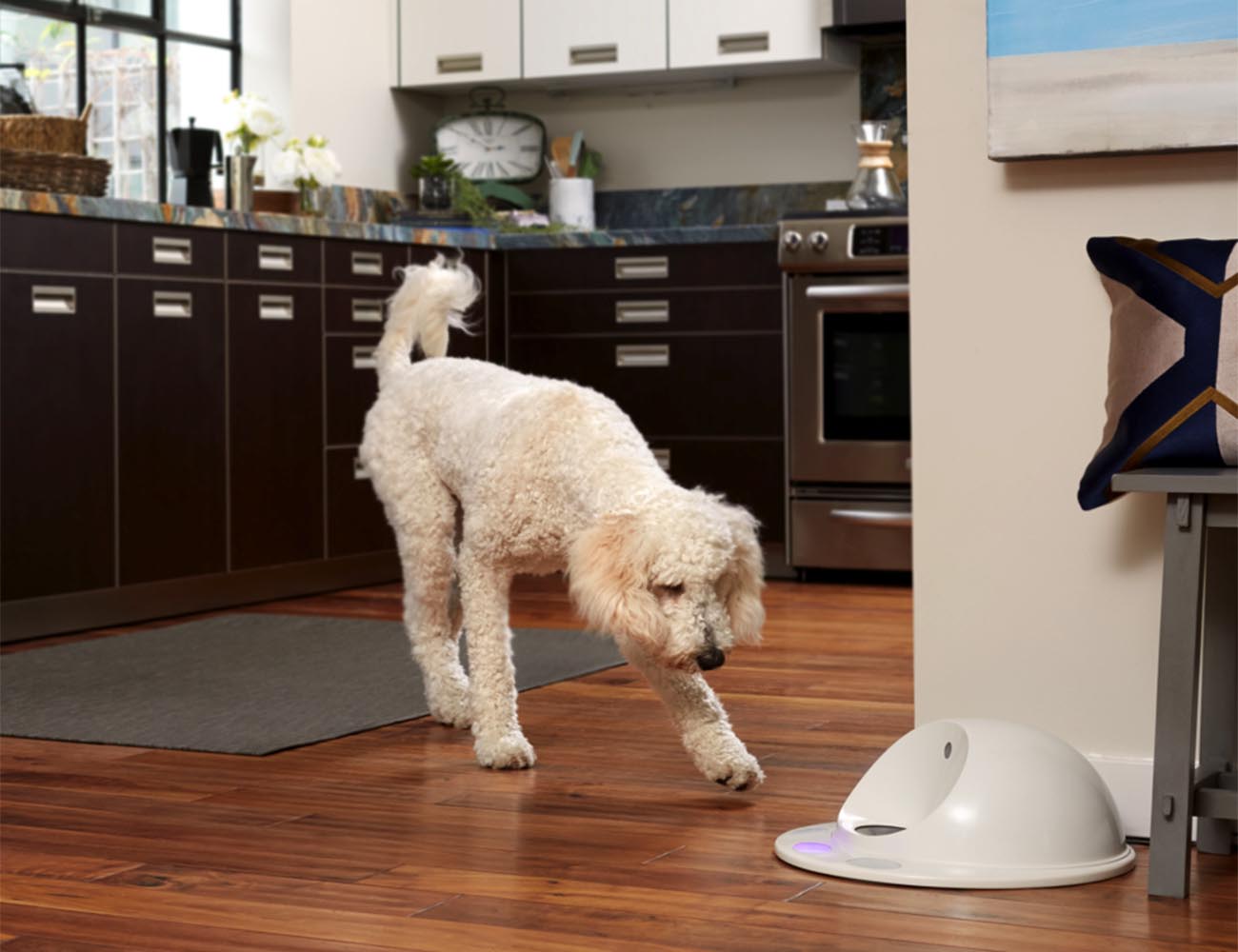 CleverPet – The Dog Engaging Treat Machine | Key Features, Price ...
