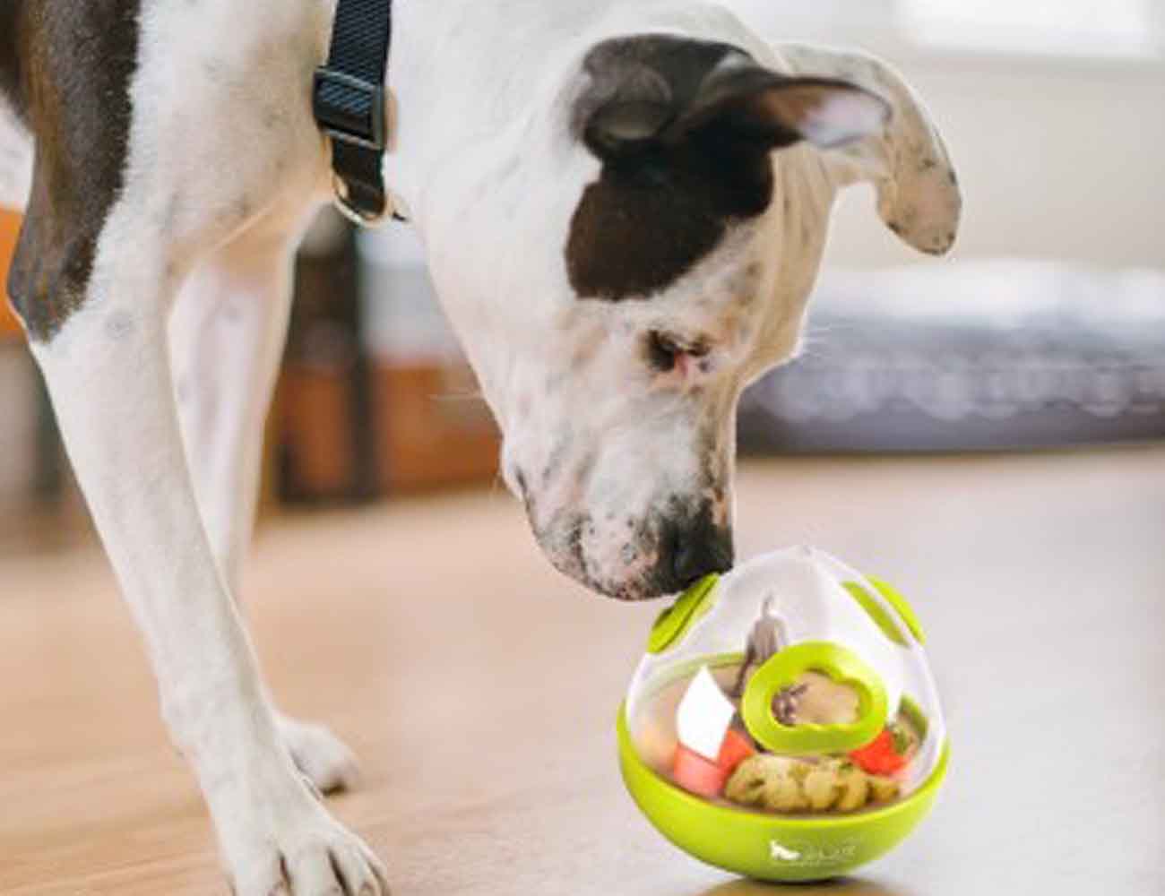 Wobble Ball 2.0 Dog Toy | Key Features, Price & Alternatives