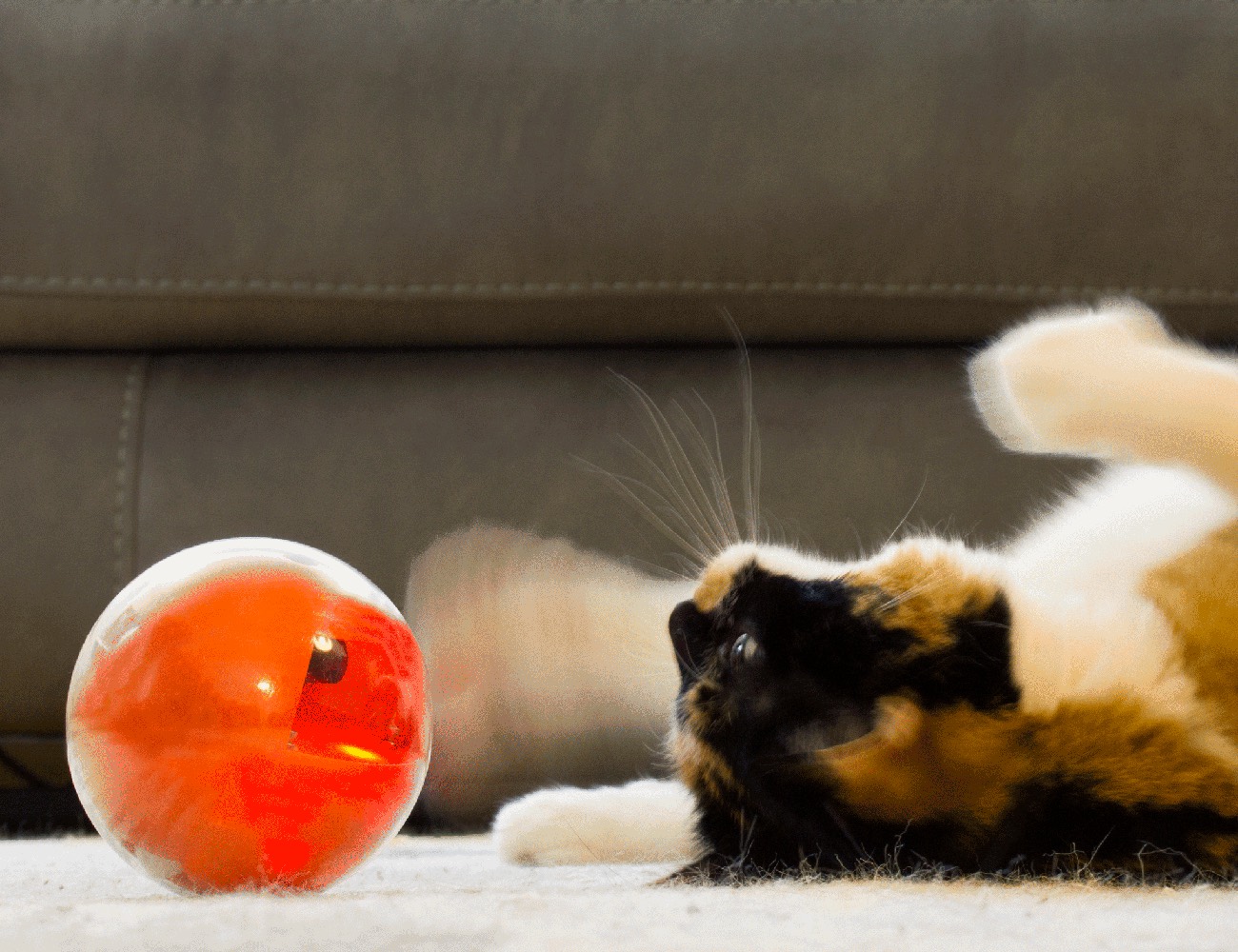 You Can Now Watch Your Pets Play From Inside the Play Ball