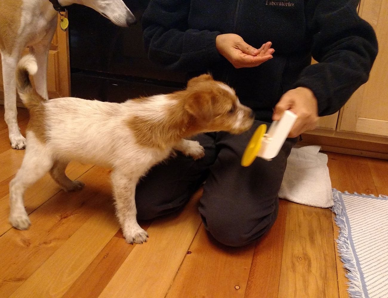 Pebble Smart Doggie Doorbell | Key Features, Price & Alternatives