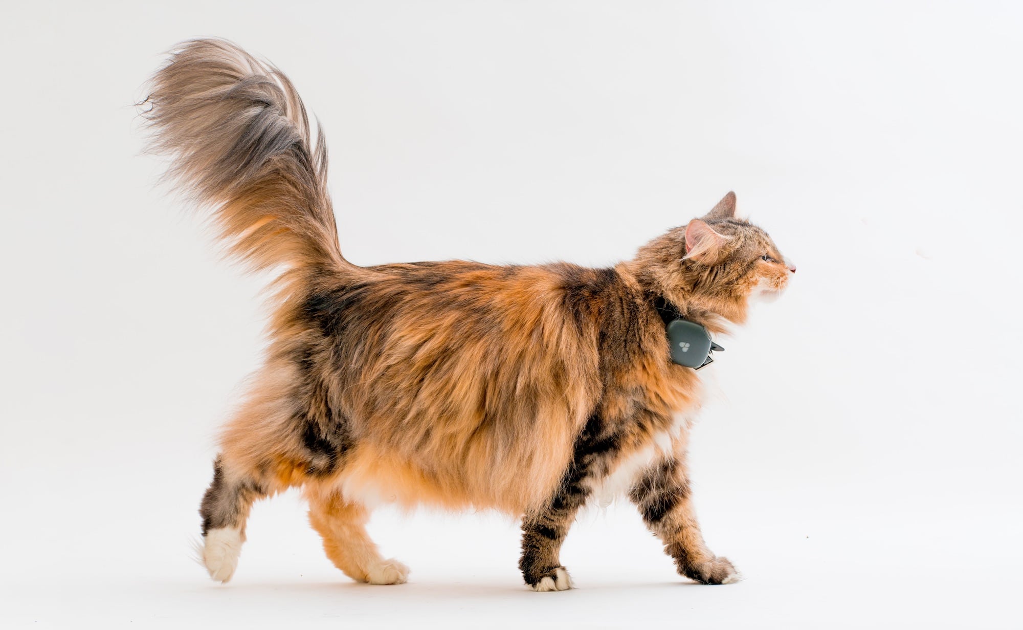 This Smart GPS Pet Tracker Can Track up to 3 Furry Friends