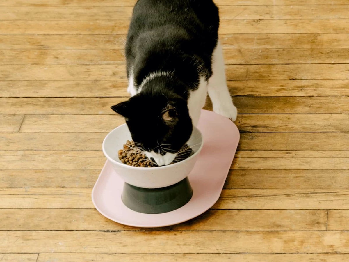 This No-Tip Food Dish Has Plenty of Space for Whiskers