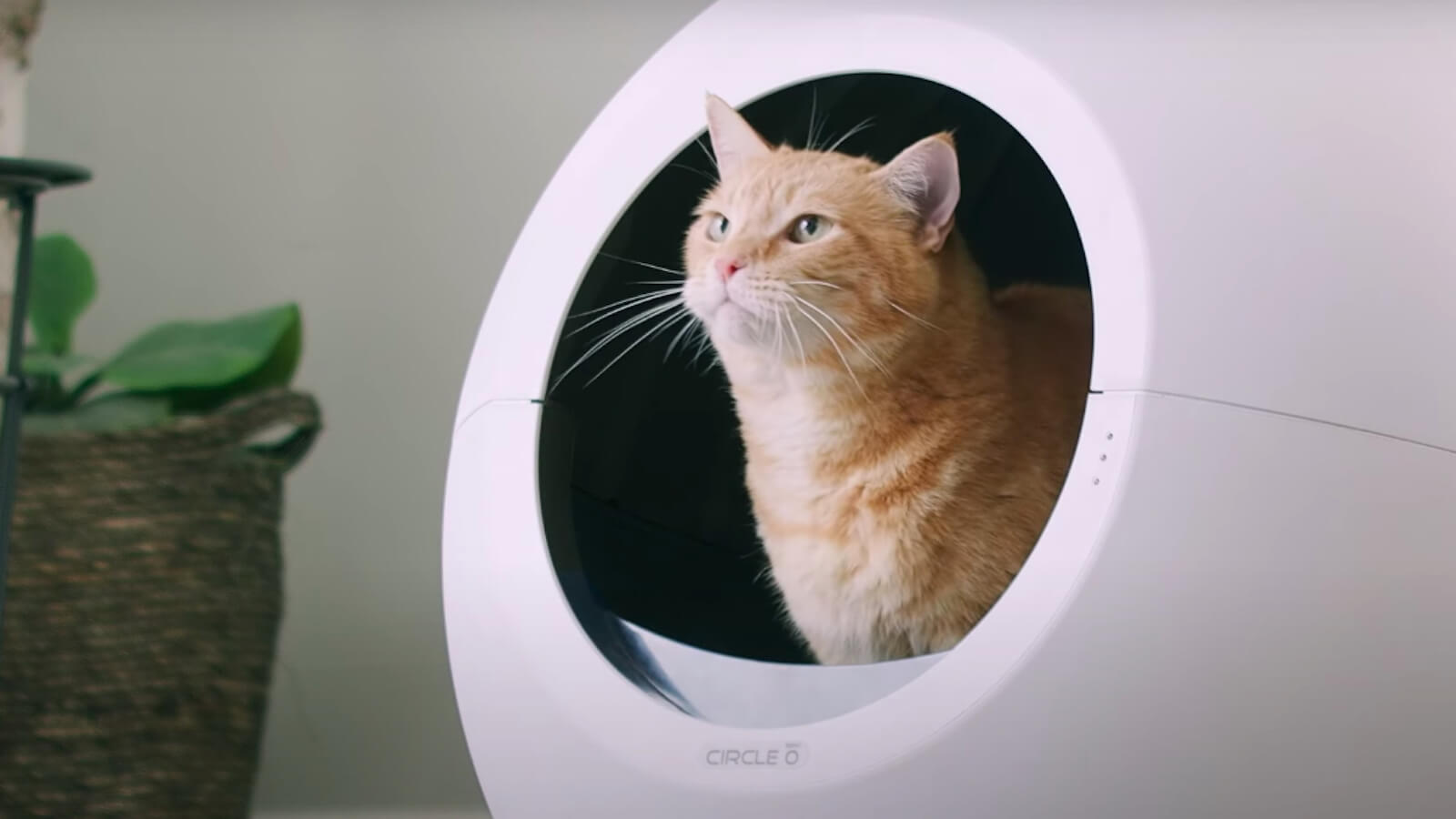 This Smart Litter Box Is Virtually Maintenance-Free to Own