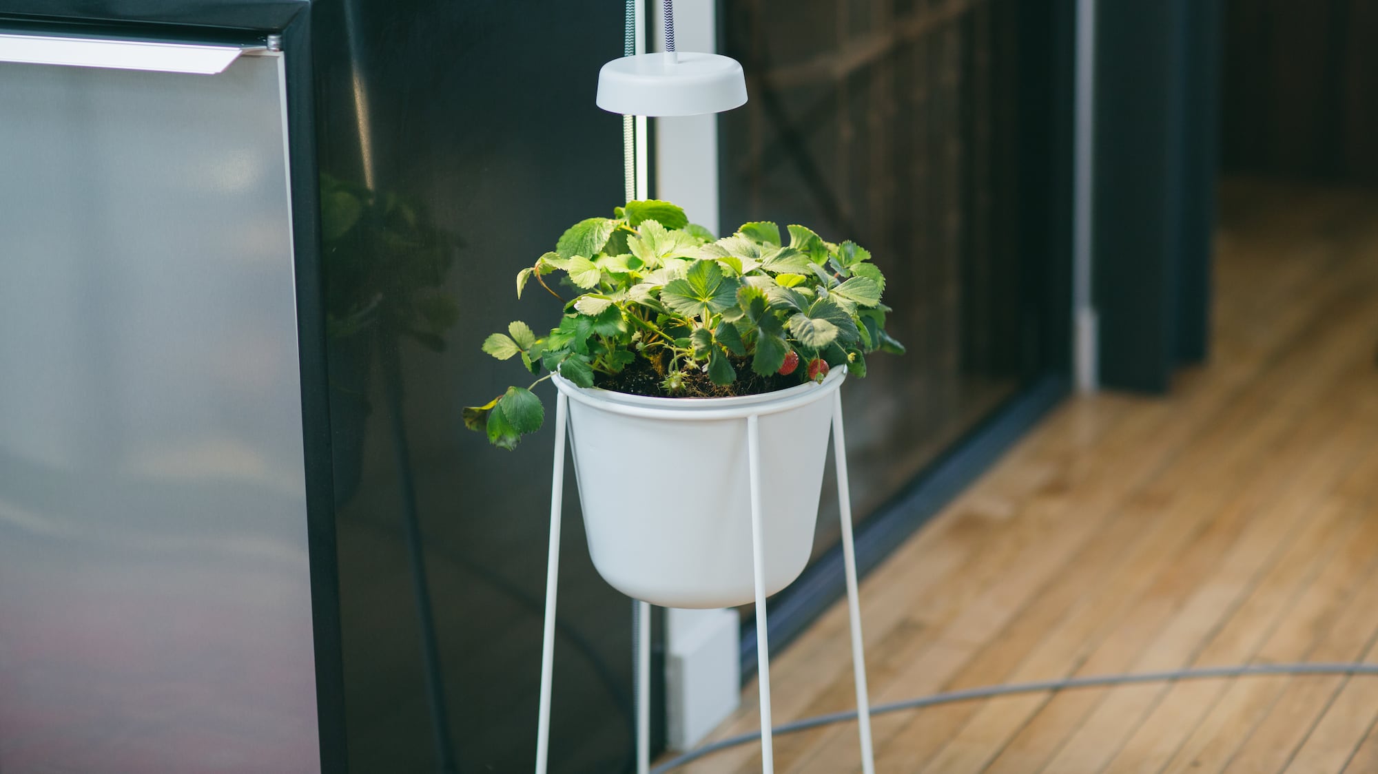 This Elevated Plant Stand Has a Strikingly Modern Design