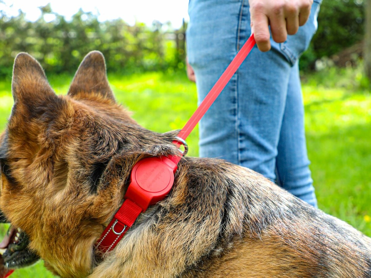 Doddle built-in dog leash stays on your pet and allows you to save them ...