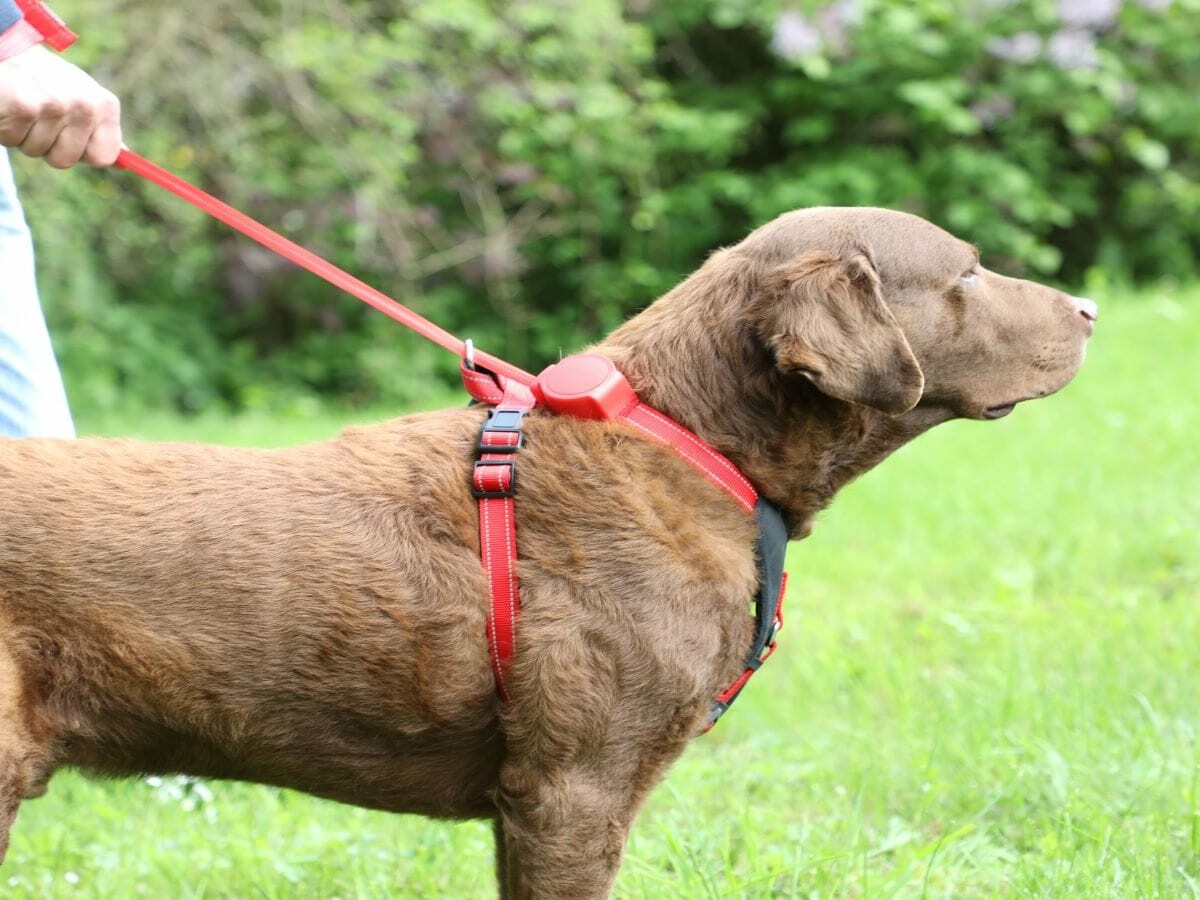 Doddle built-in dog leash stays on your pet and allows you to save them ...