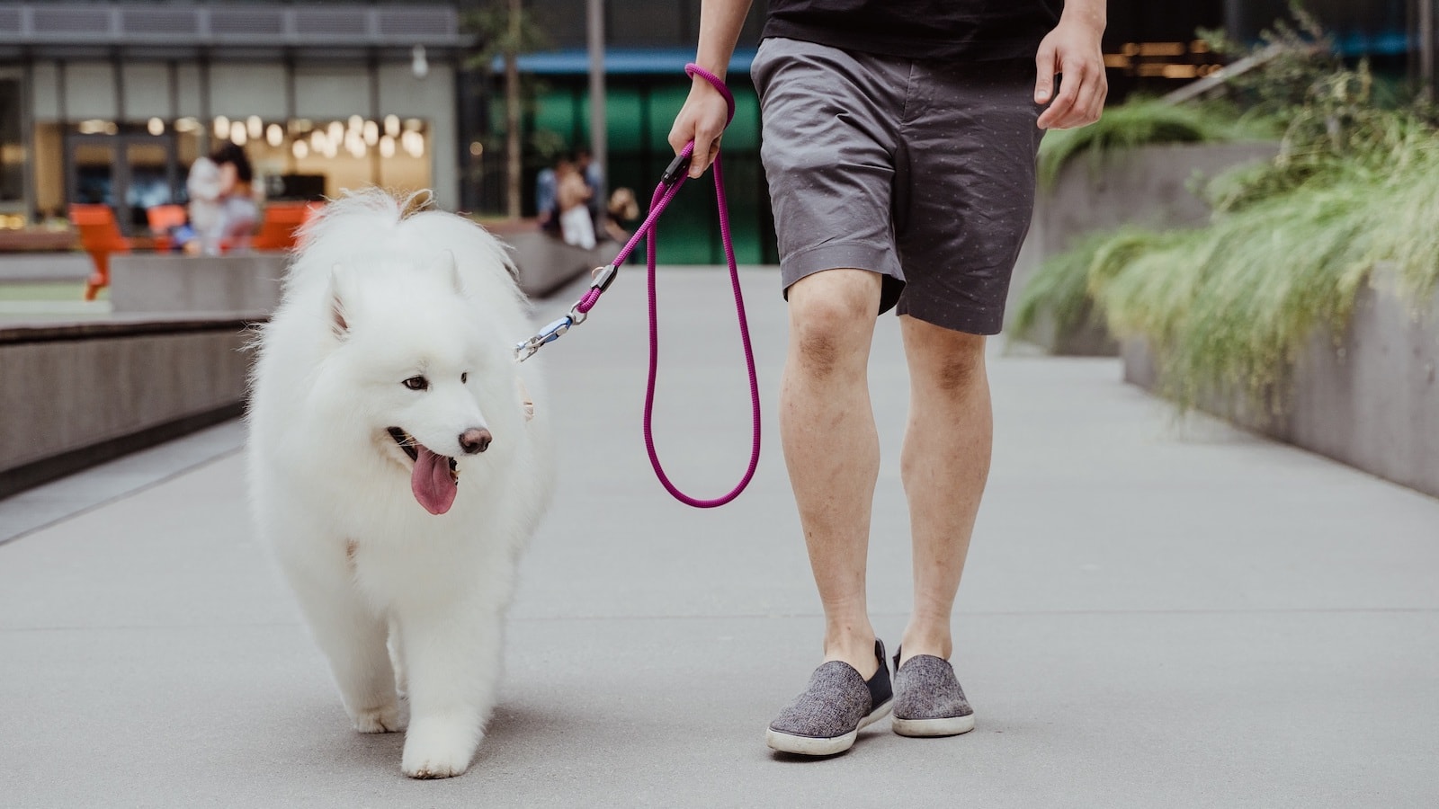 MUi Magnetic Rope Leash for dogs uses a patented MUi connection system ...