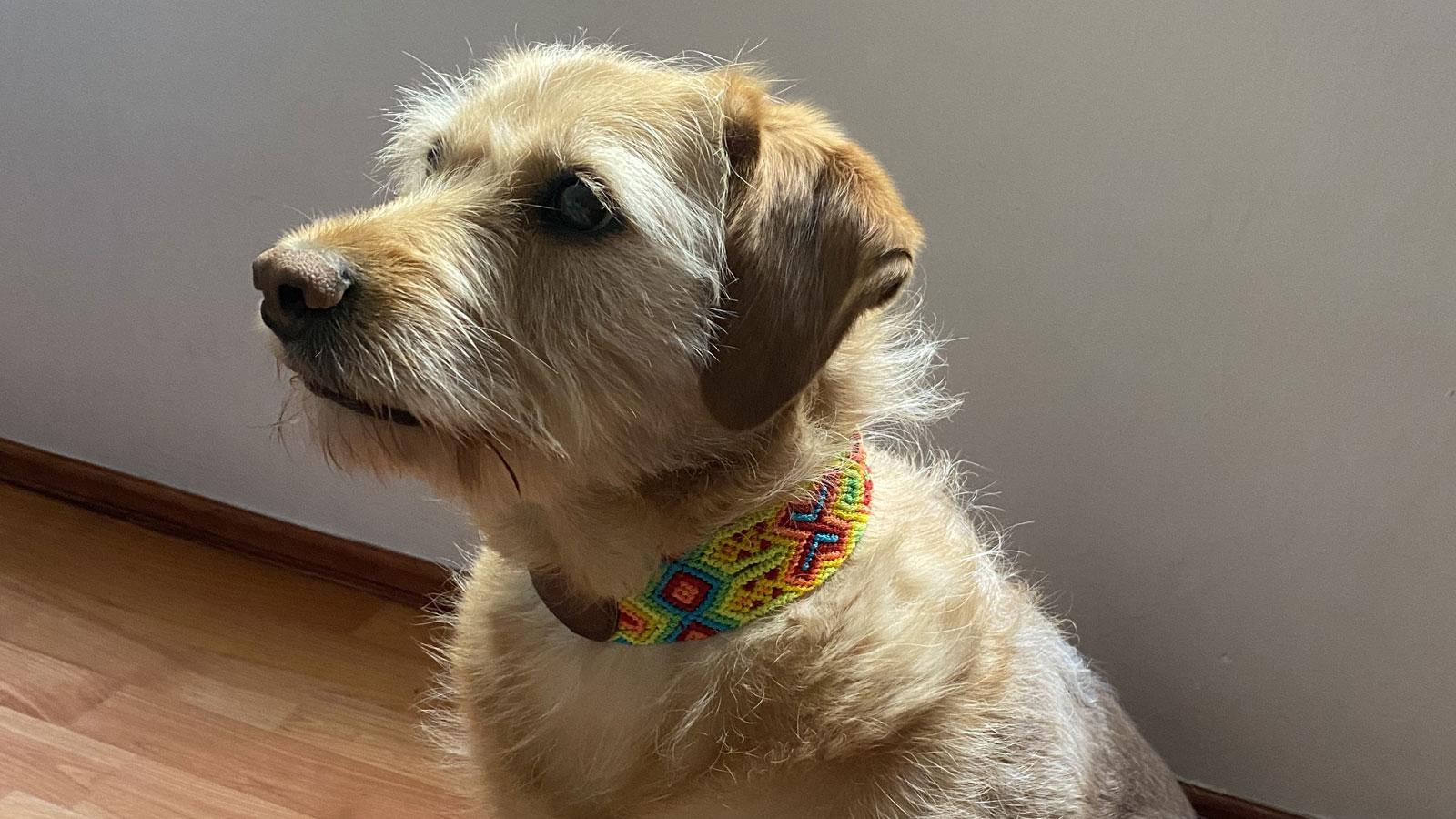 Handmade 4 Pets Leather & Fabric Pet Collars use durable materials ...