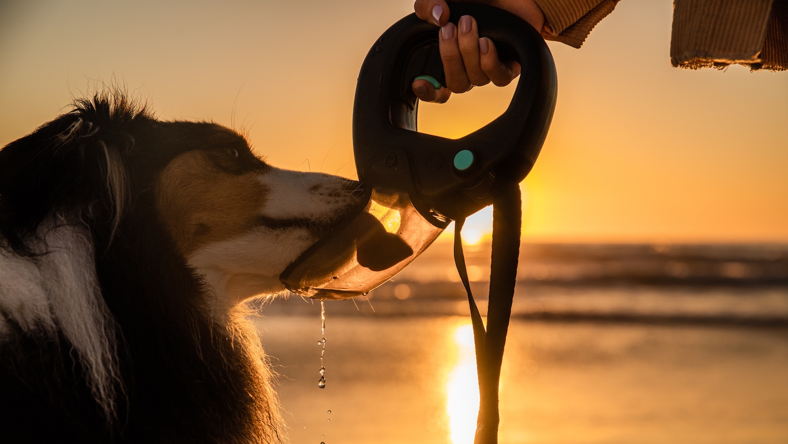 Spleash® dog water bottle attaches to your favorite leash to hydrate ...