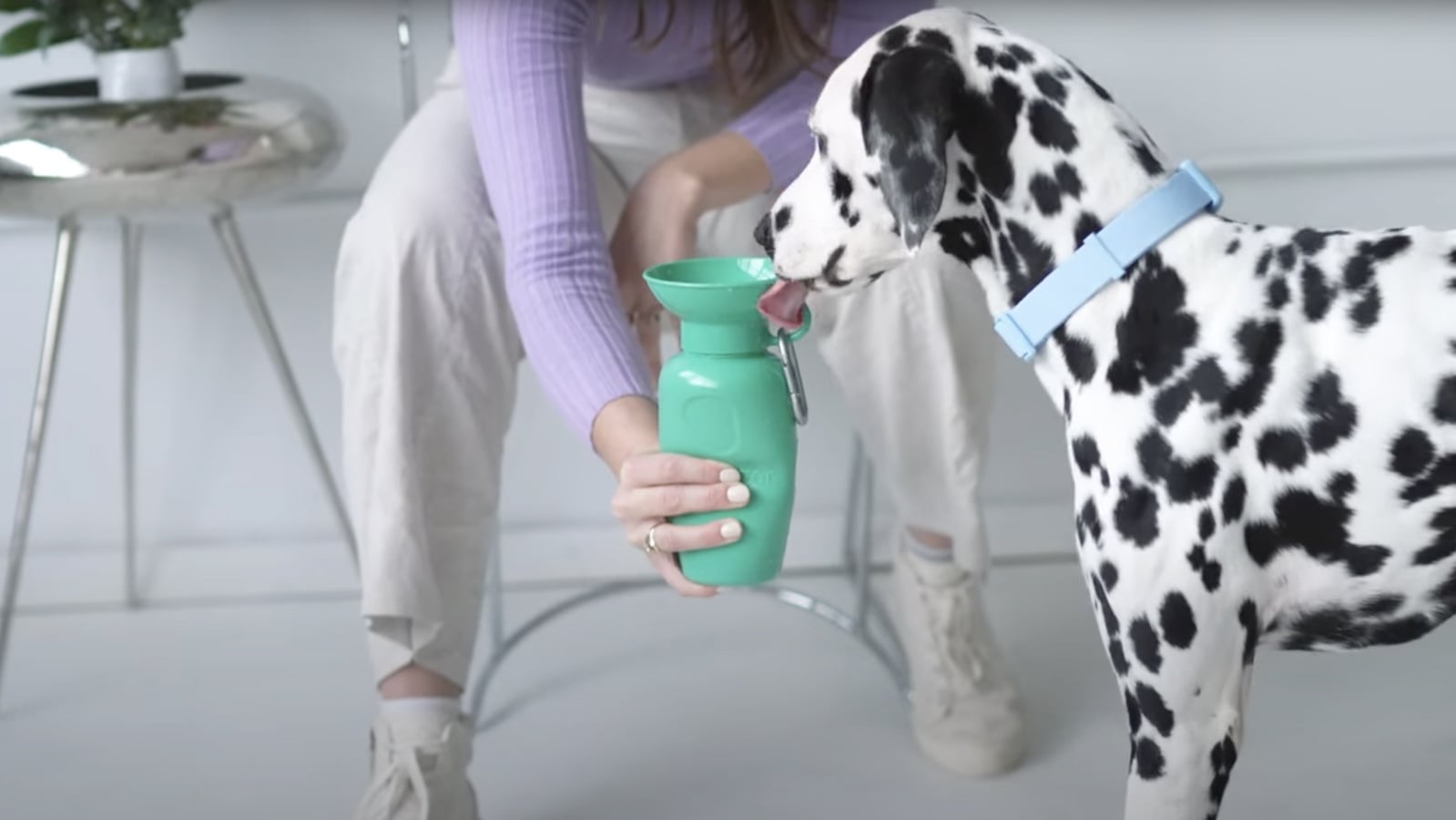 This dog water bottle collection is made for on-the-go pet parents