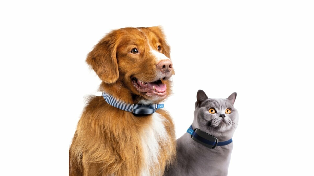 Pet Accessories for Your Furry Friends—Gadget Flow