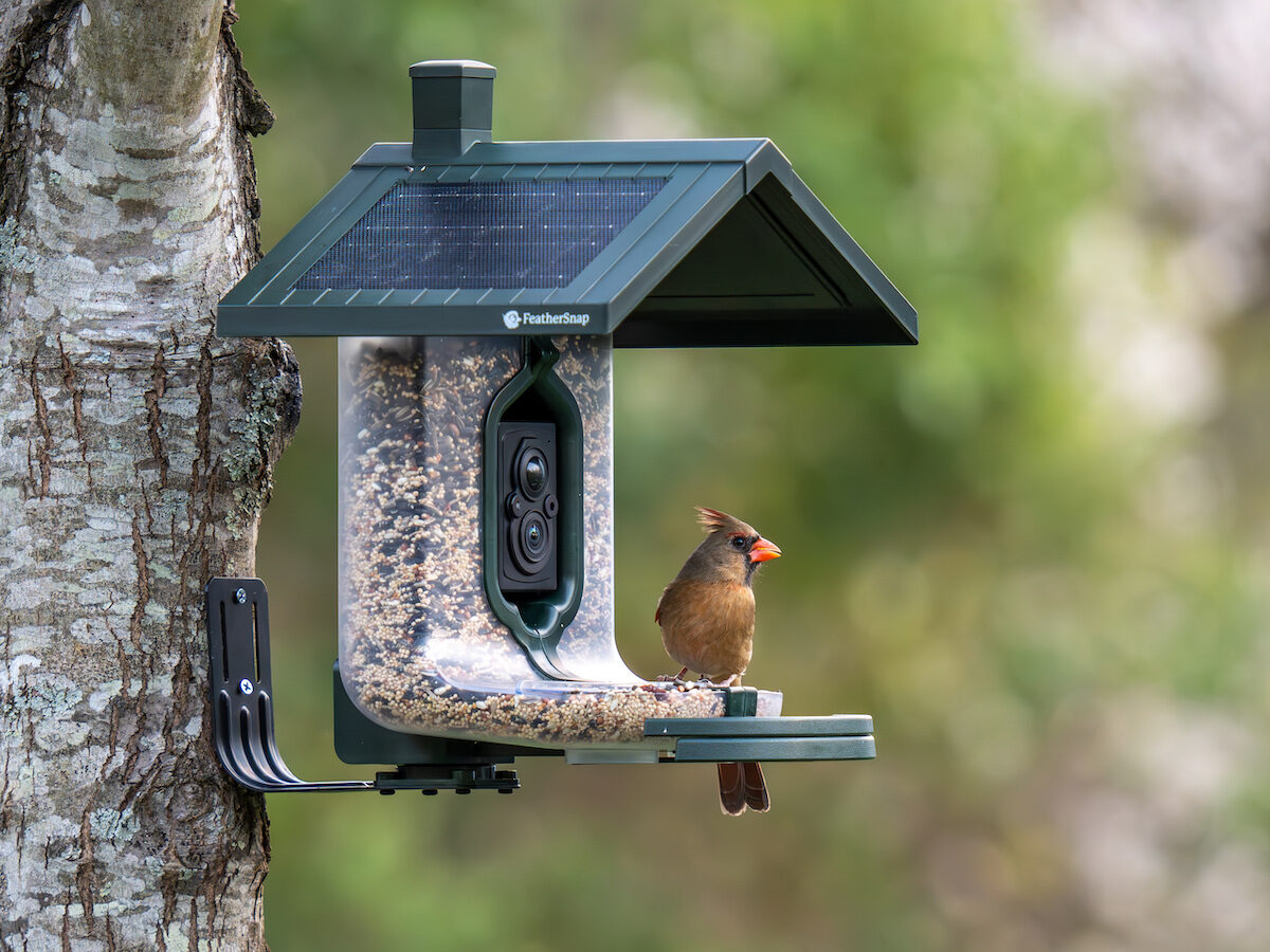 FeatherSnap Scout AI bird feeder lets you monitor bird activities