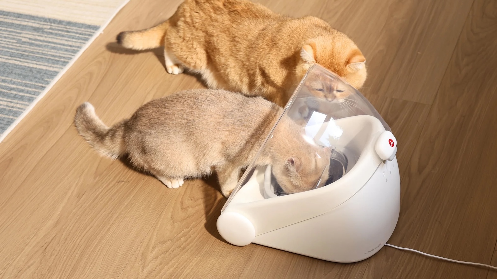 Cheerble Match G1 Smart Pet Feeder | Key Features, Price & Alternatives