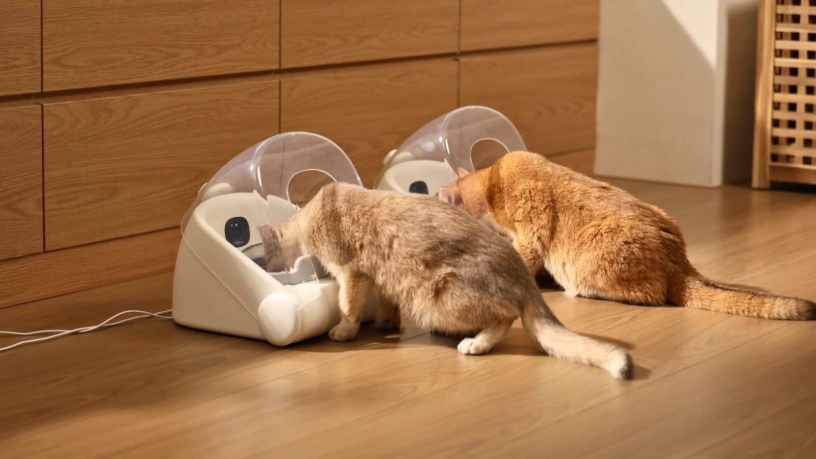 Cheerble Match G1 Smart Pet Feeder | Key Features, Price & Alternatives