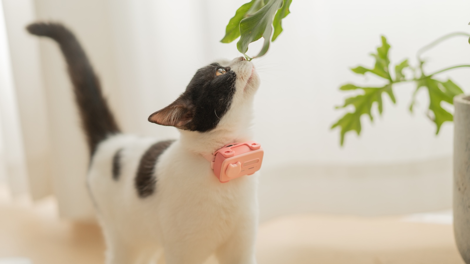 GlocalMe PetPhone C-Plus Suite | Key Features, Price & Alternatives